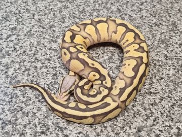 Reptile, Pythons, Boas, Hognose - DM Reptiles - Plymouth, England