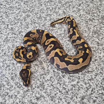 Reptile, Pythons, Boas, Hognose - DM Reptiles - Plymouth, England