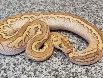 Reptile, Pythons, Boas, Hognose - DM Reptiles - Plymouth, England