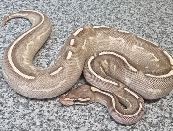 Reptile, Pythons, Boas, Hognose - DM Reptiles - Plymouth, England