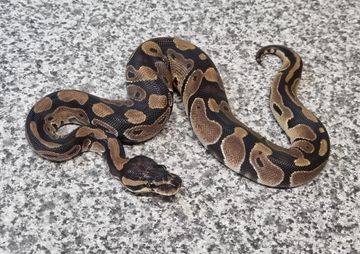 Reptile, Pythons, Boas, Hognose - DM Reptiles - Plymouth, England