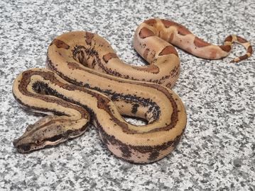Reptile, Pythons, Boas, Hognose - DM Reptiles - Plymouth, England