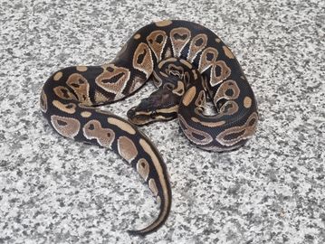 Reptile, Pythons, Boas, Hognose - DM Reptiles - Plymouth, England