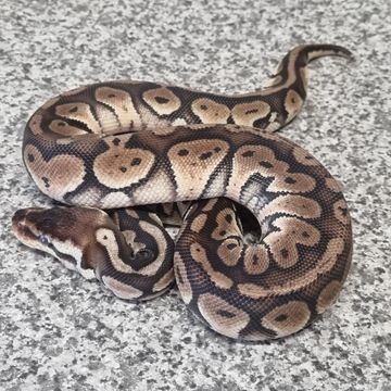 Reptile, Pythons, Boas, Hognose - DM Reptiles - Plymouth, England