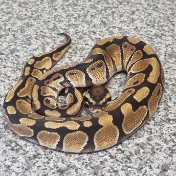 Reptile, Pythons, Boas, Hognose - DM Reptiles - Plymouth, England