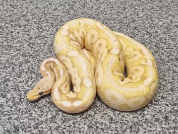 Reptile, Pythons, Boas, Hognose - DM Reptiles - Plymouth, England