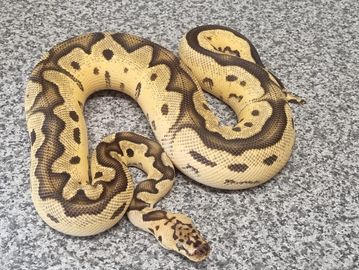 Reptile, Pythons, Boas, Hognose - DM Reptiles - Plymouth, England