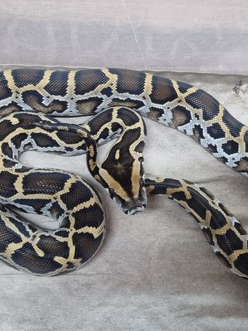 Reptile, Pythons, Boas, Hognose - DM Reptiles - Plymouth, England