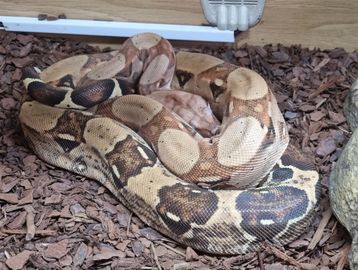 Reptile, Pythons, Boas, Hognose - DM Reptiles - Plymouth, England