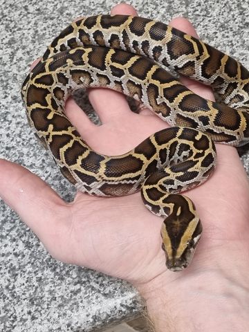Reptile, Pythons, Boas, Hognose - DM Reptiles - Plymouth, England