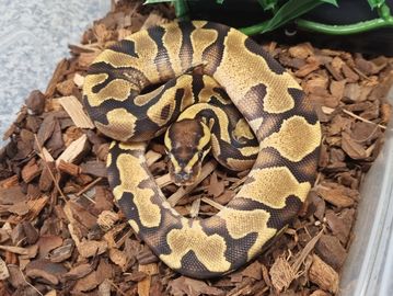 Reptile, Pythons, Boas, Hognose - DM Reptiles - Plymouth, England