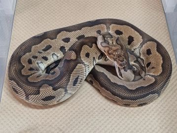 Reptile, Pythons, Boas, Hognose - DM Reptiles - Plymouth, England