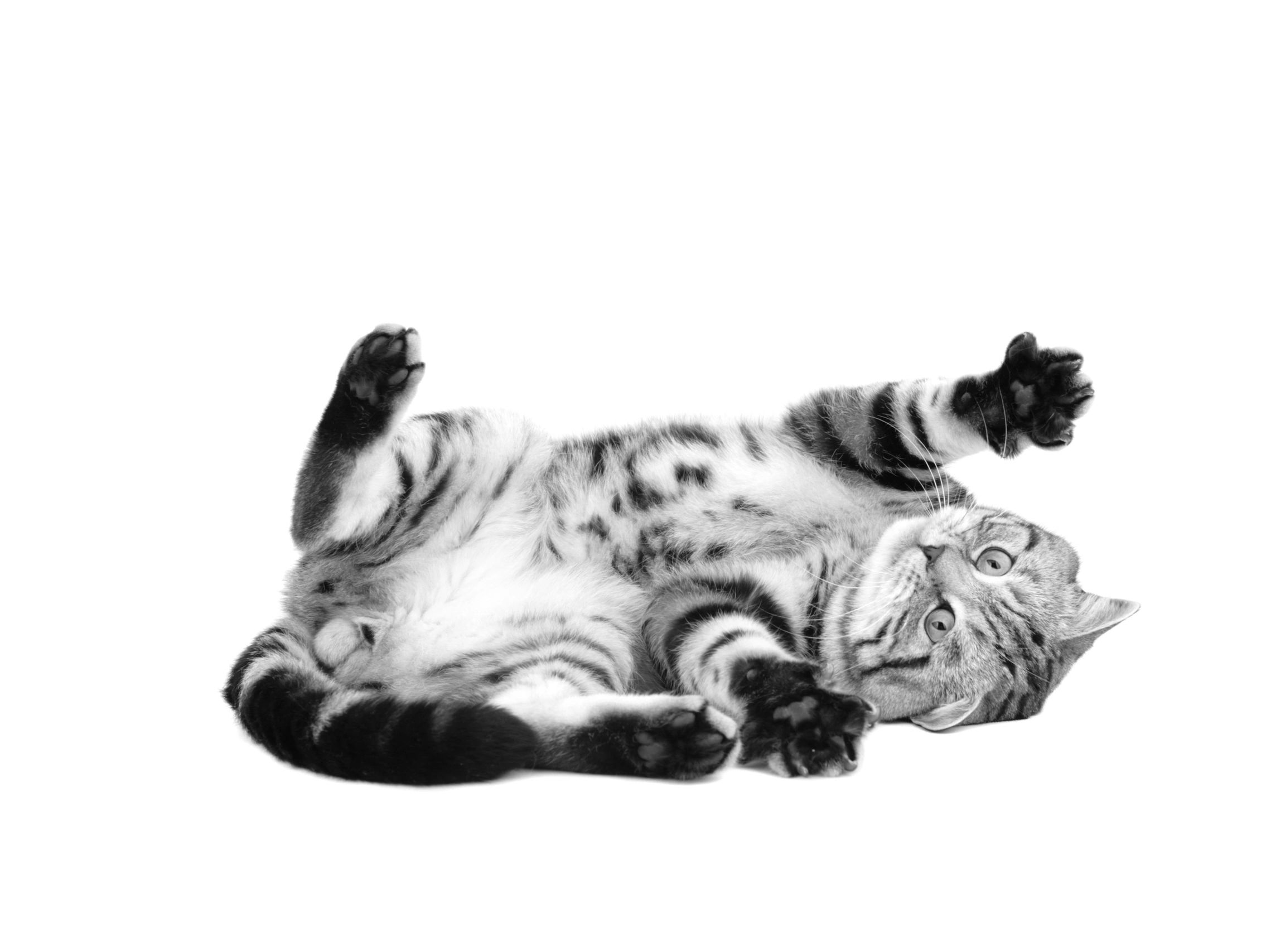 Cat Grooming - Pet Paradiso Cat Salon Peterborough