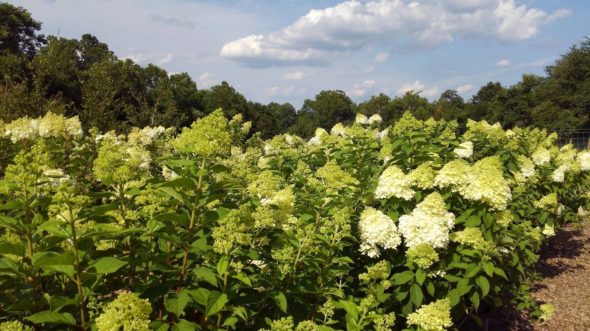 Staunton Plant Company