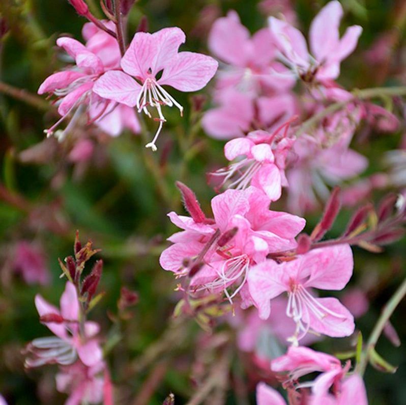 Gaura Rose native starter plant
