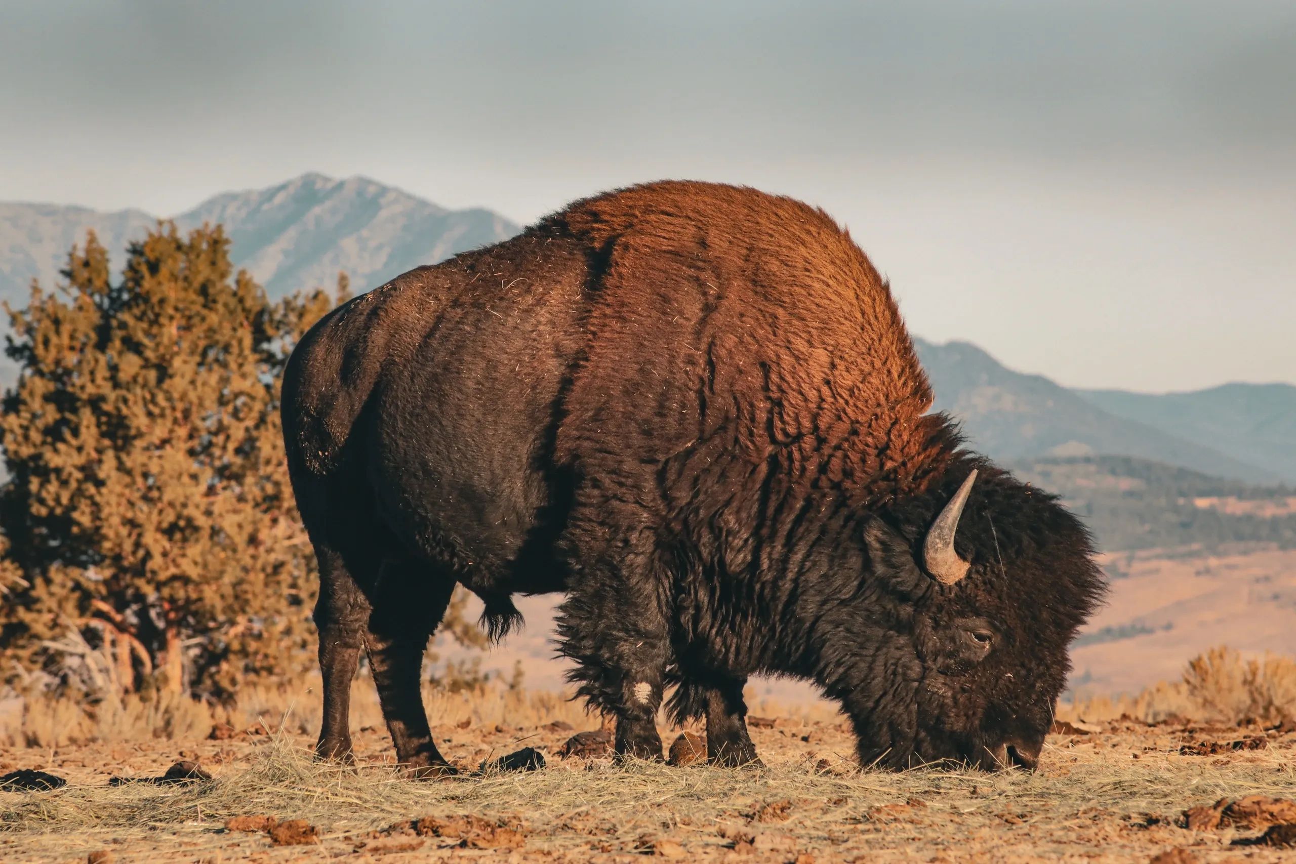 Beaver Mountain Bison