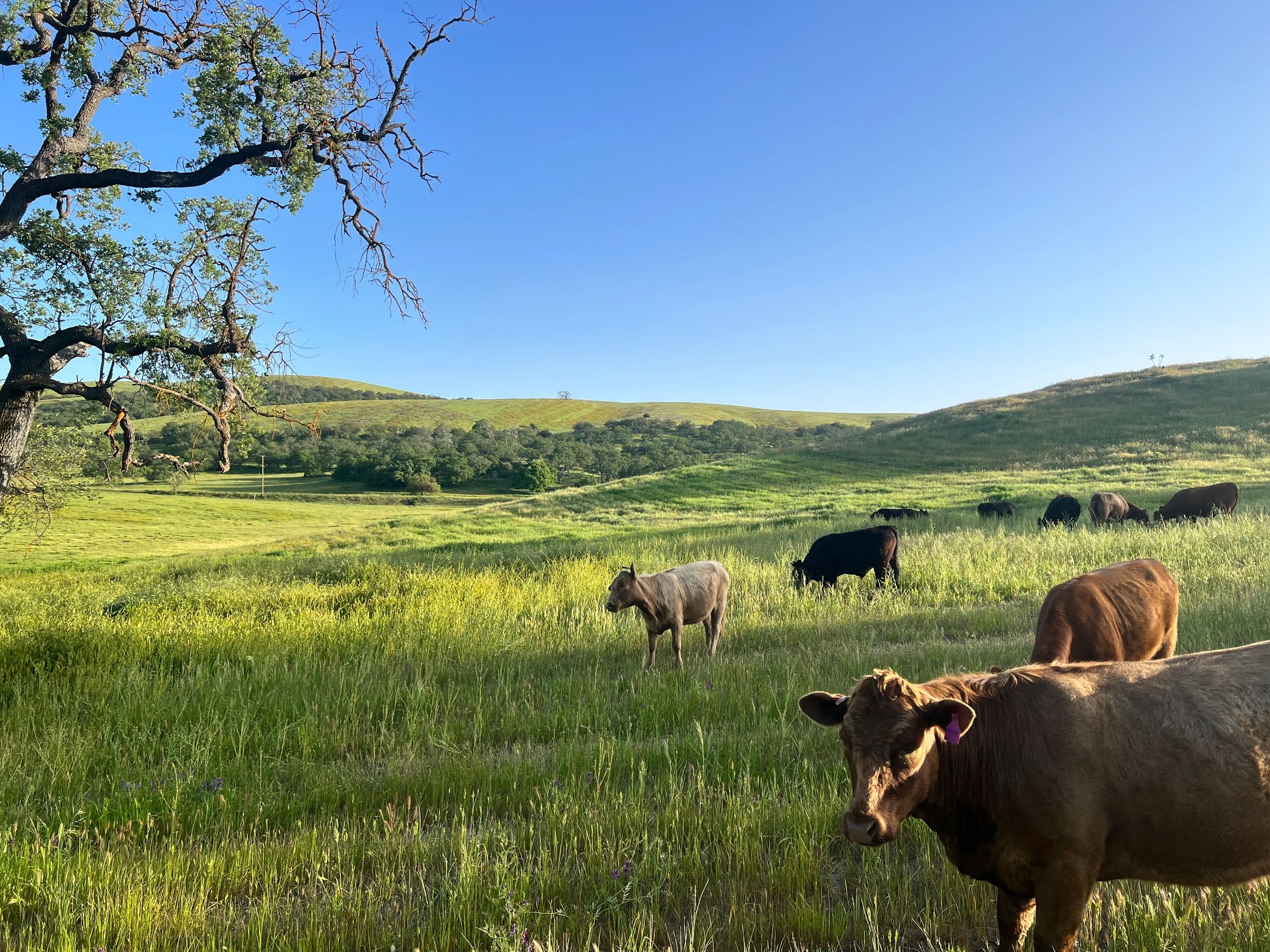 Dexter Cattle - Last Buck Ranch