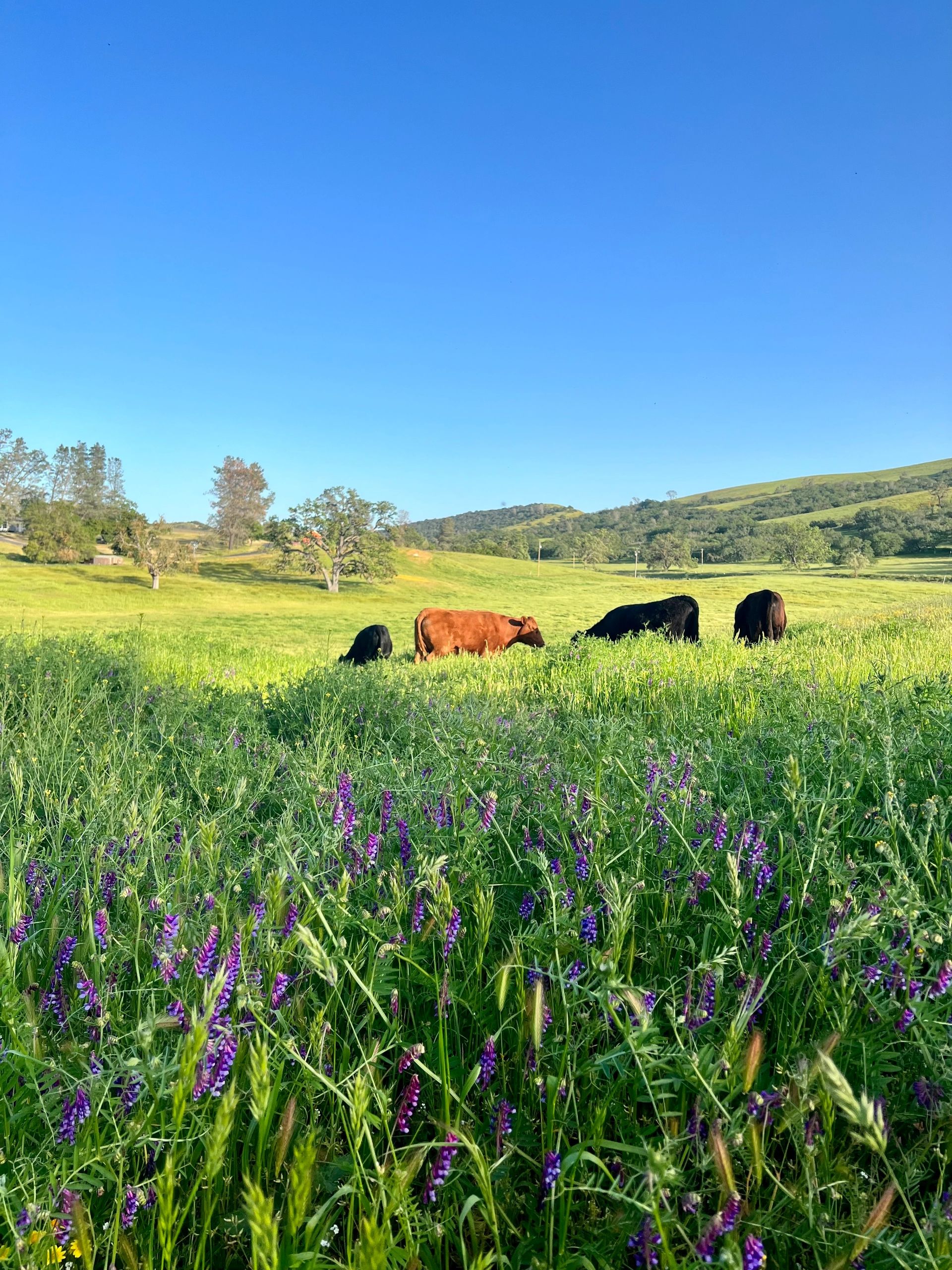Dexter Cattle - Last Buck Ranch