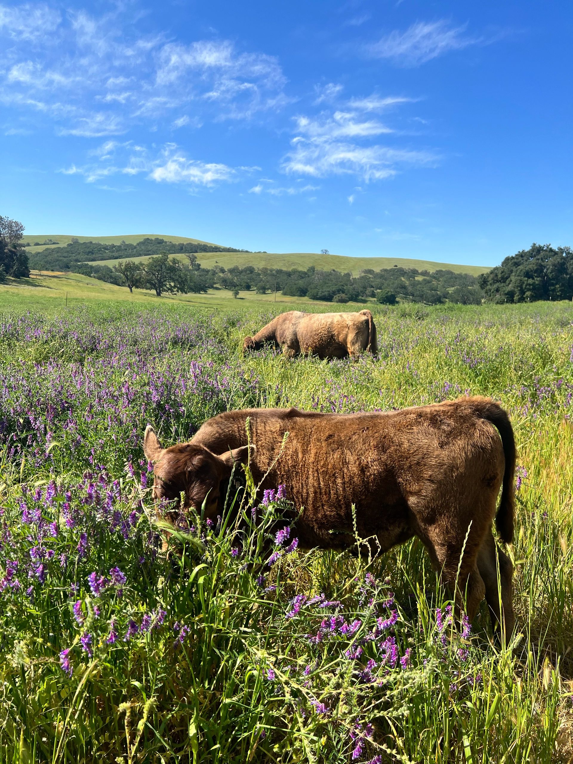 Dexter Cattle - Last Buck Ranch