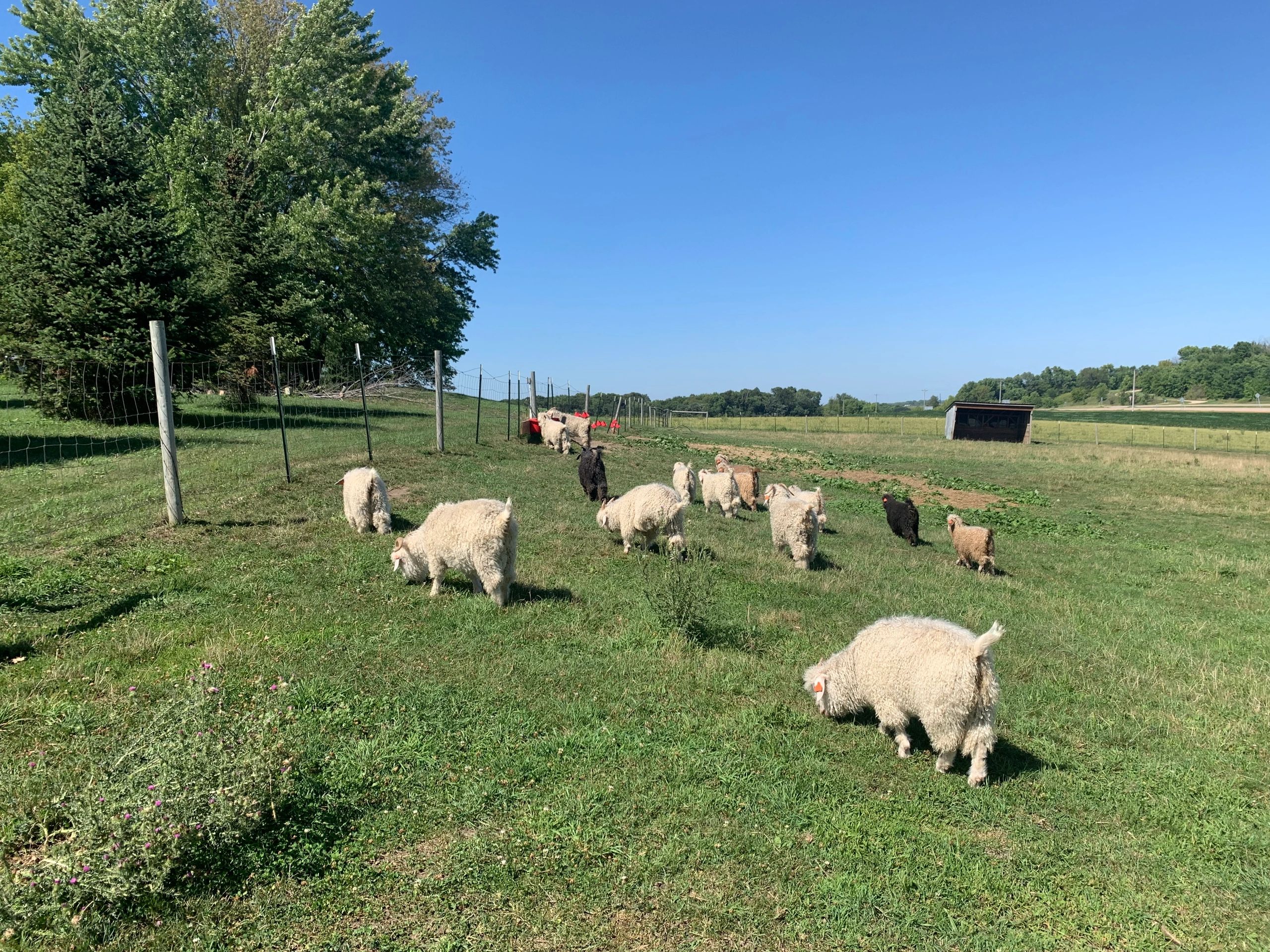 Fiber Animals | Acorn Hill Angora Farm
