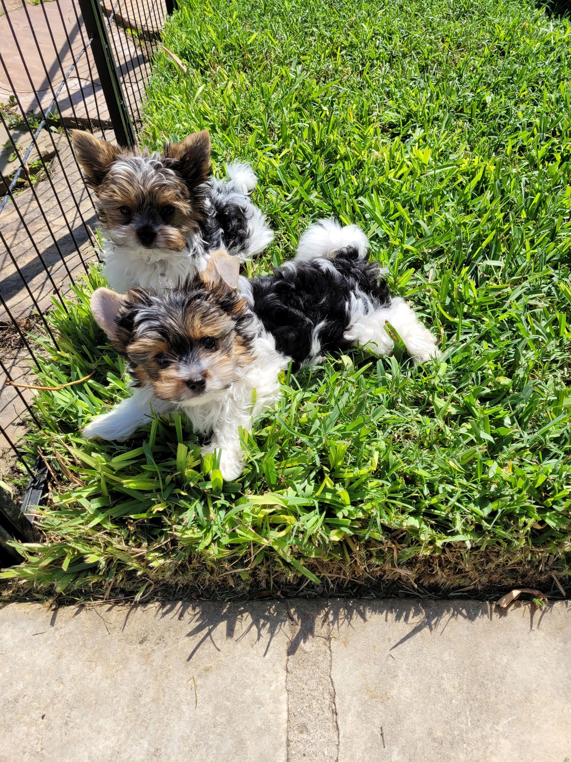 Central Texas Biewer Terriers - Home