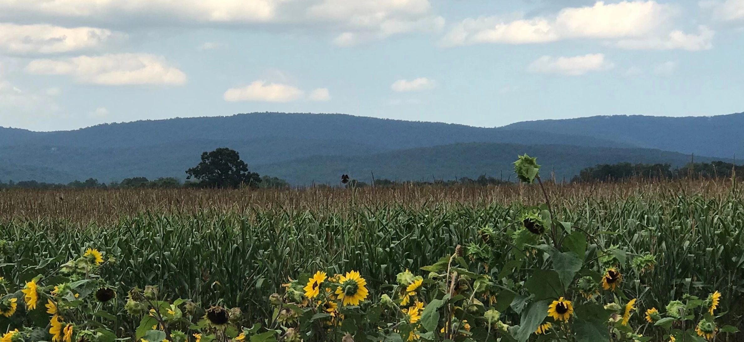 Springdale Mennonite Church in Waynesboro, Virginia
