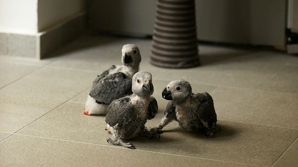 African Grey Parrot Baby