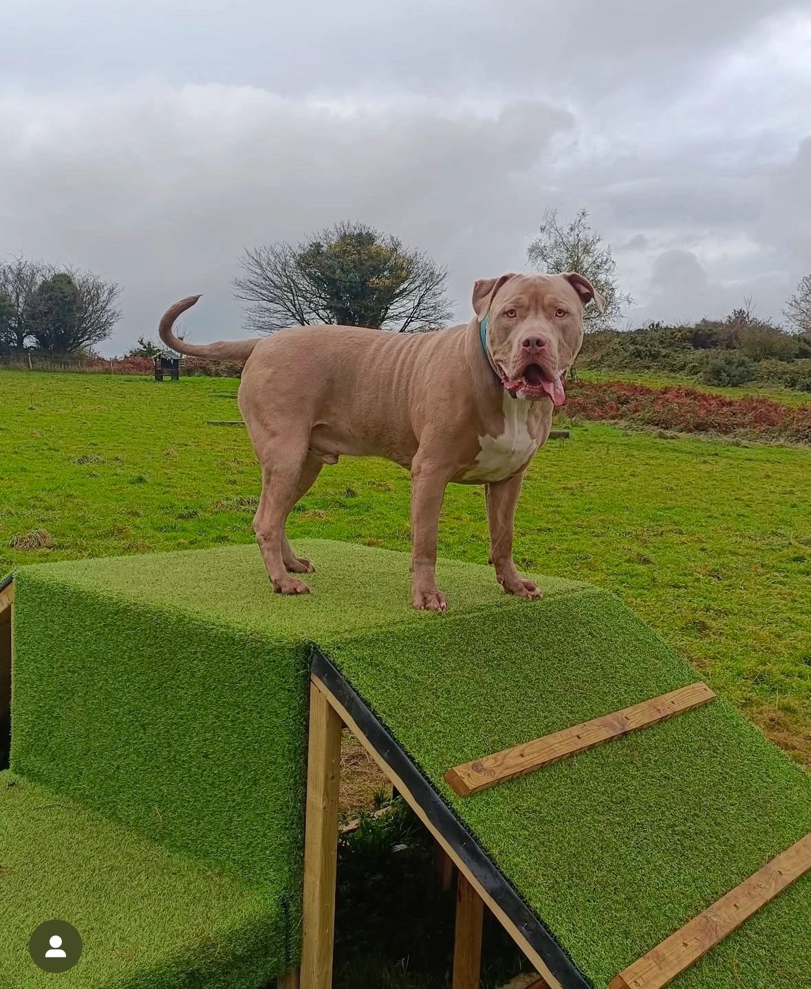 Softpaws Adventure Park