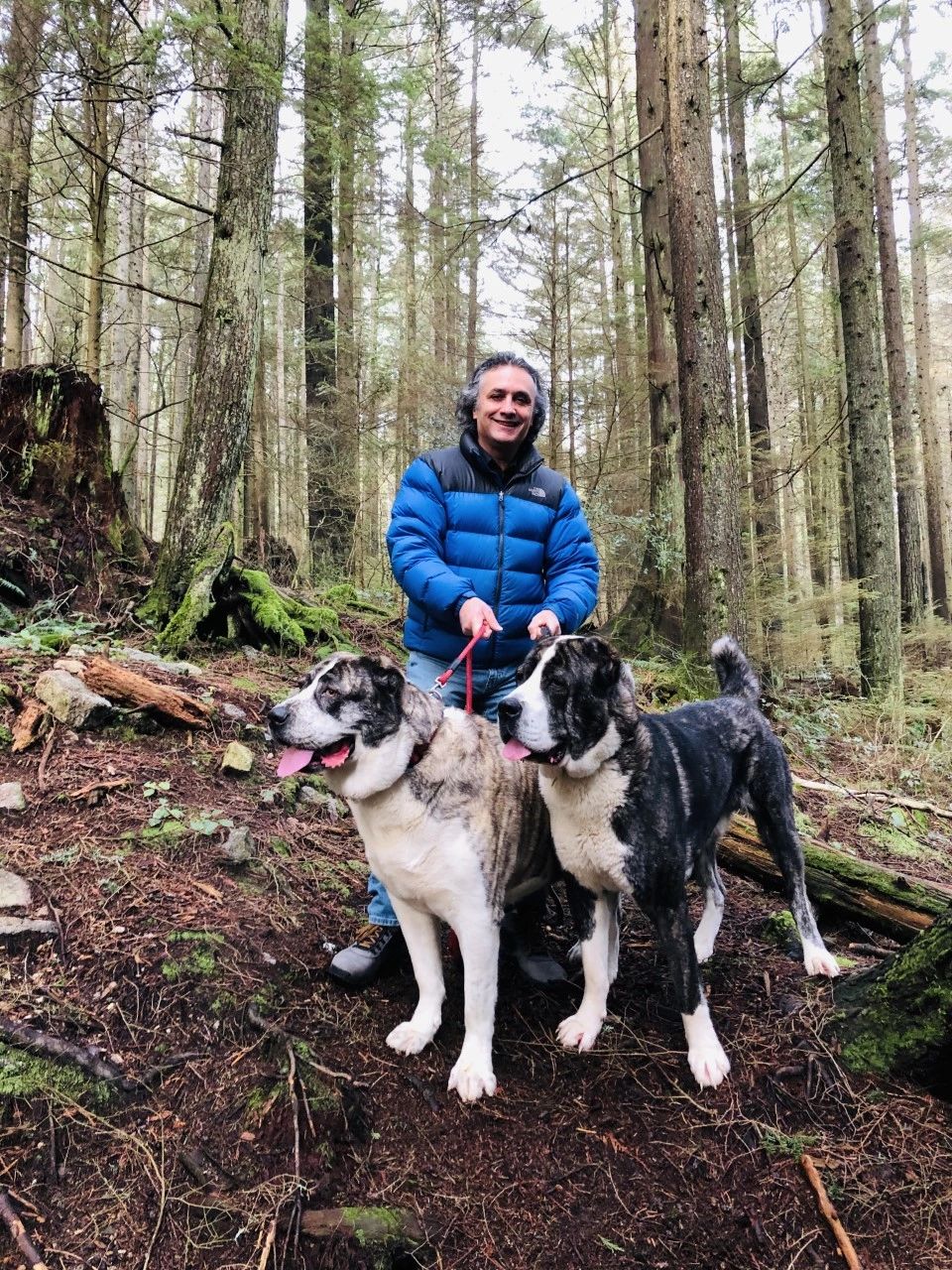 About Us. | Rocky Mountain Central Asian Shepherd