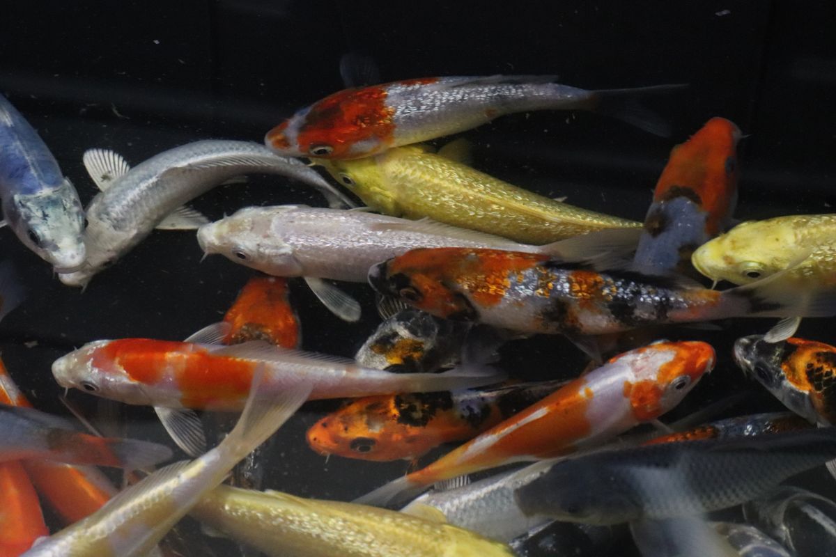 Standard Fin Koi