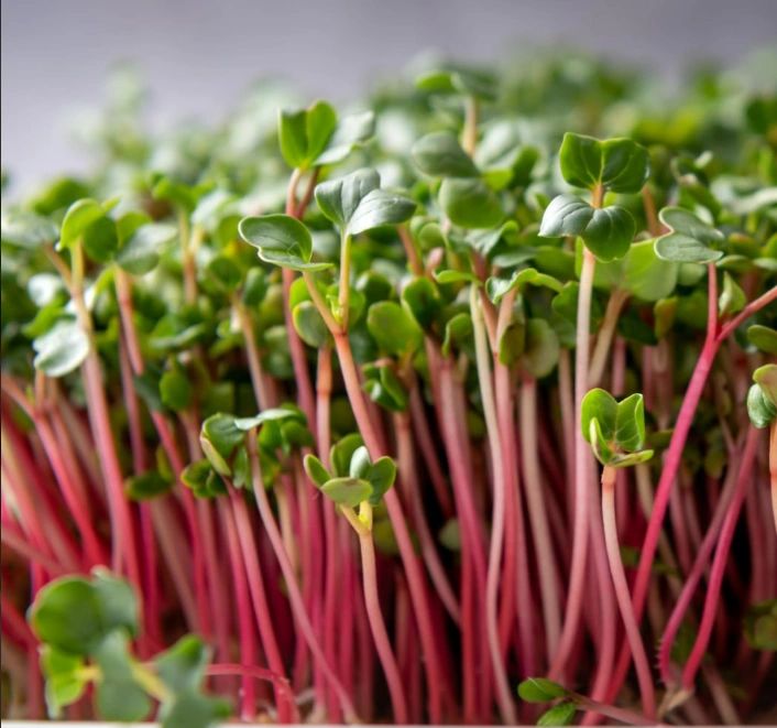 Radish Microgreens