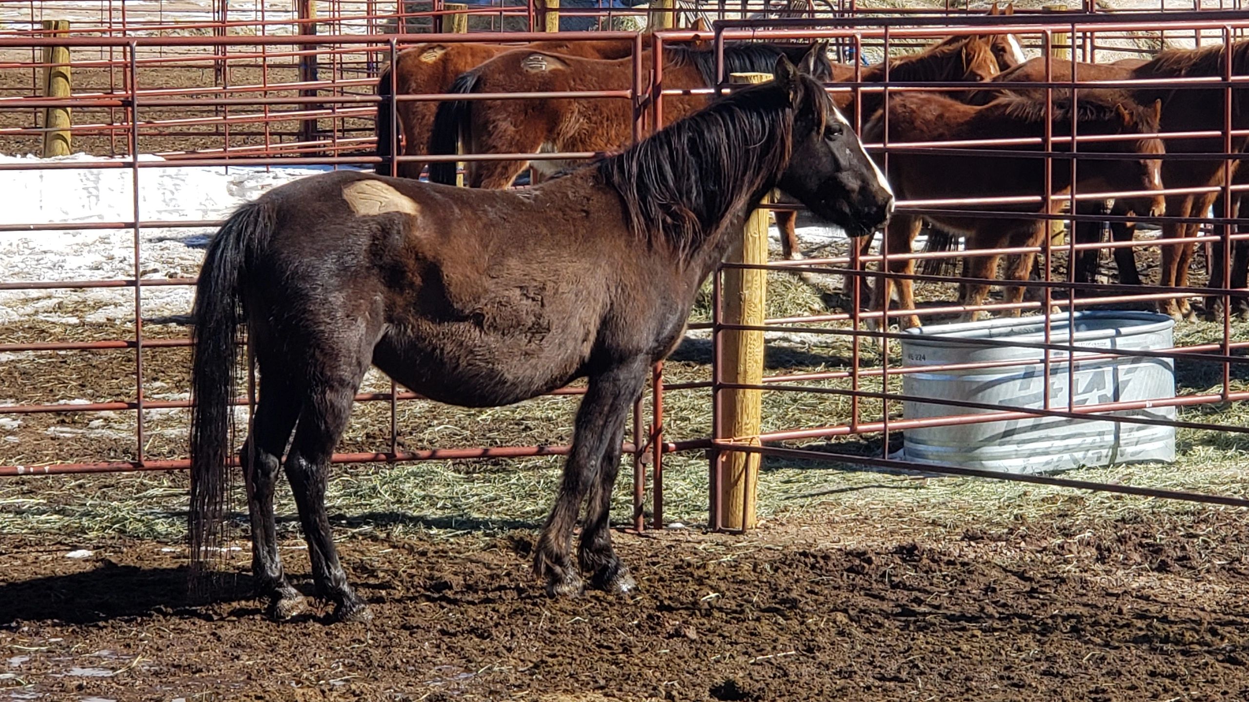 Chocolate Chip Dilemma (3/7/23)