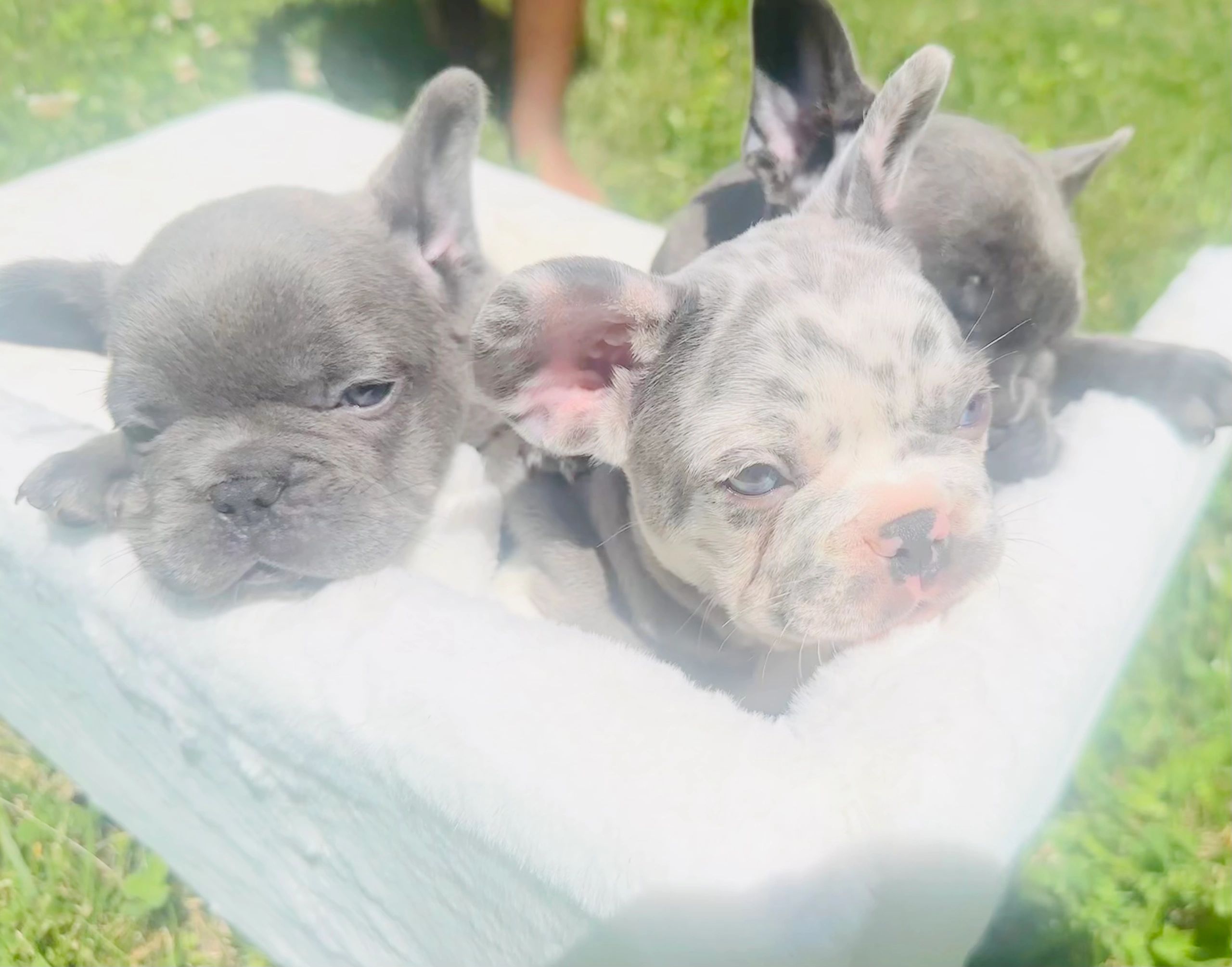 Find Your Perfect Companion at Our Kennel