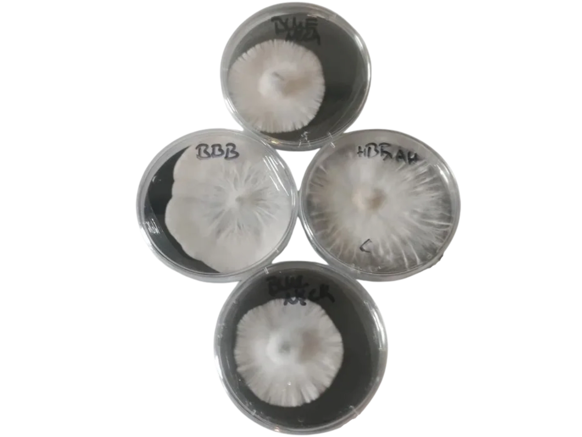 Research Plates