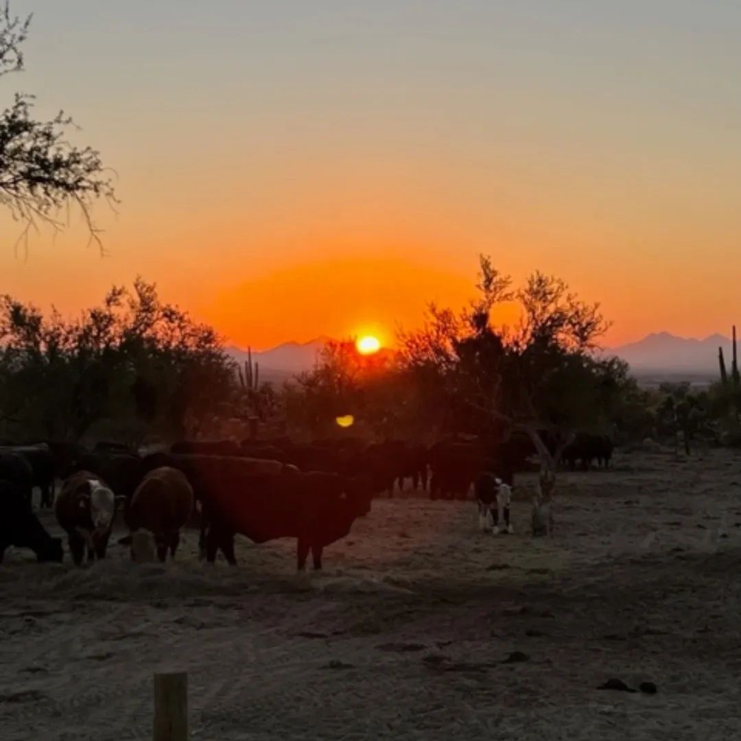 Free Range, Cattle Ranch - Vision Livestock LLC - Tucson, Arizona