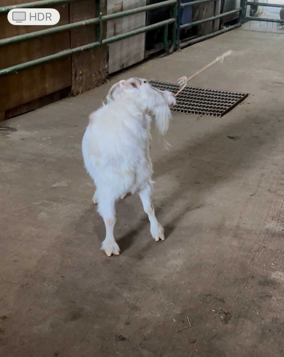 A Rare Goat