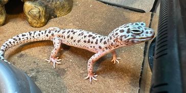 Reptile Rescue Now Booking Captivating Reptile Shows