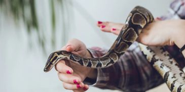 Reptile Rescue Now Booking Captivating Reptile Shows