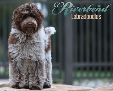 GWagz - Labradoodle Puppies Near Me, Australian Labradoodle Puppies ...