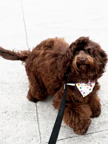 GWagz - Labradoodle Puppies Near Me, Australian Labradoodle Puppies ...