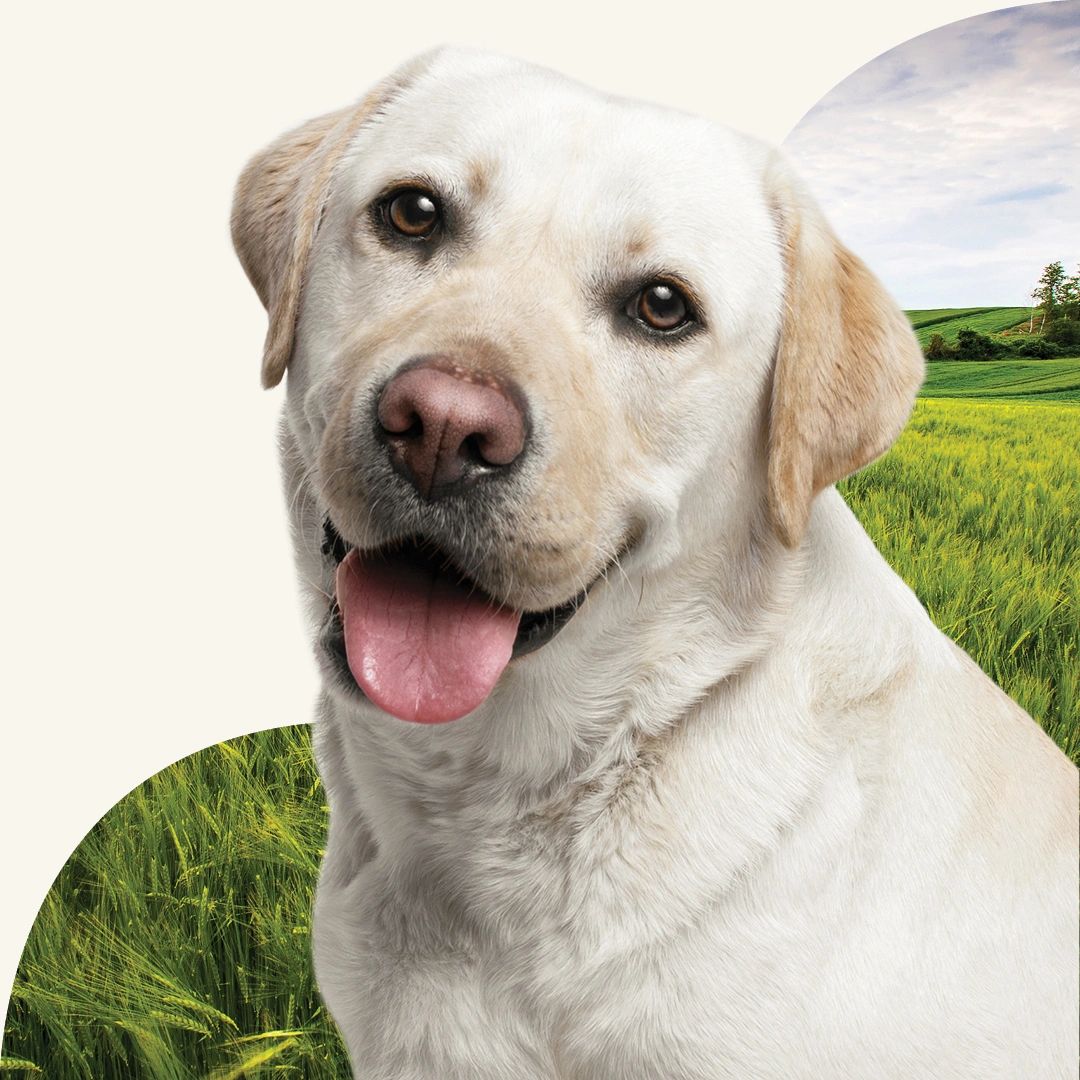 Pet Food for Life - Reico per Cani