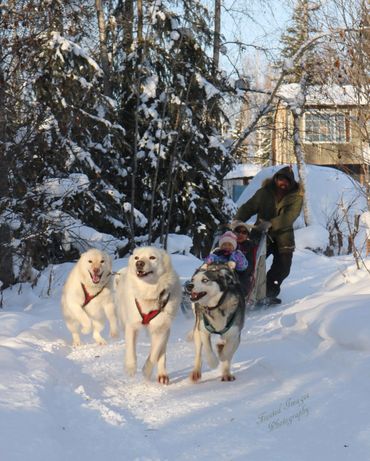 Fairbanks Dog Sled Rides with Two Rivers Trailblazers, LLC