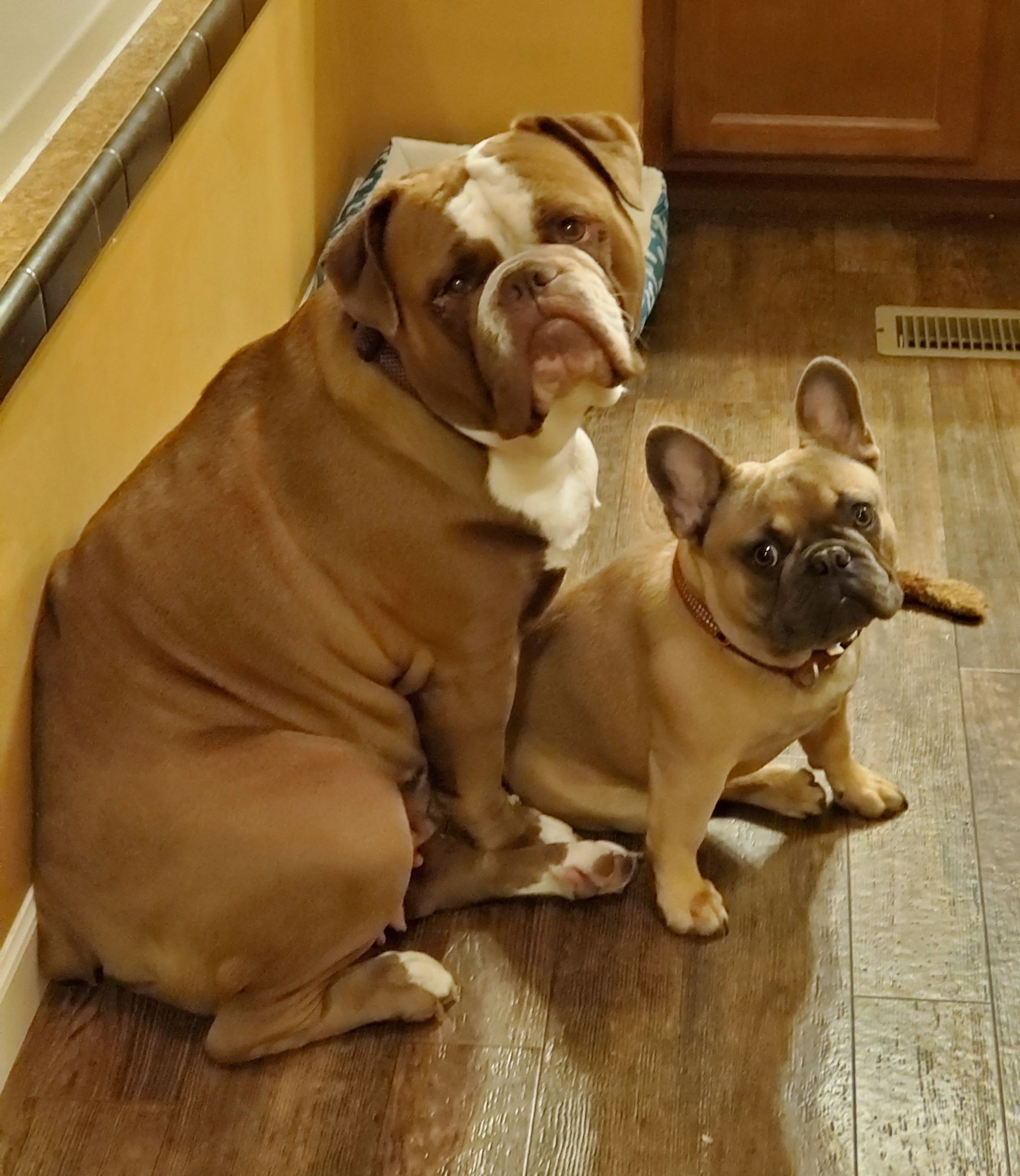 OEB Standard | Goree Olde English Bulldogges