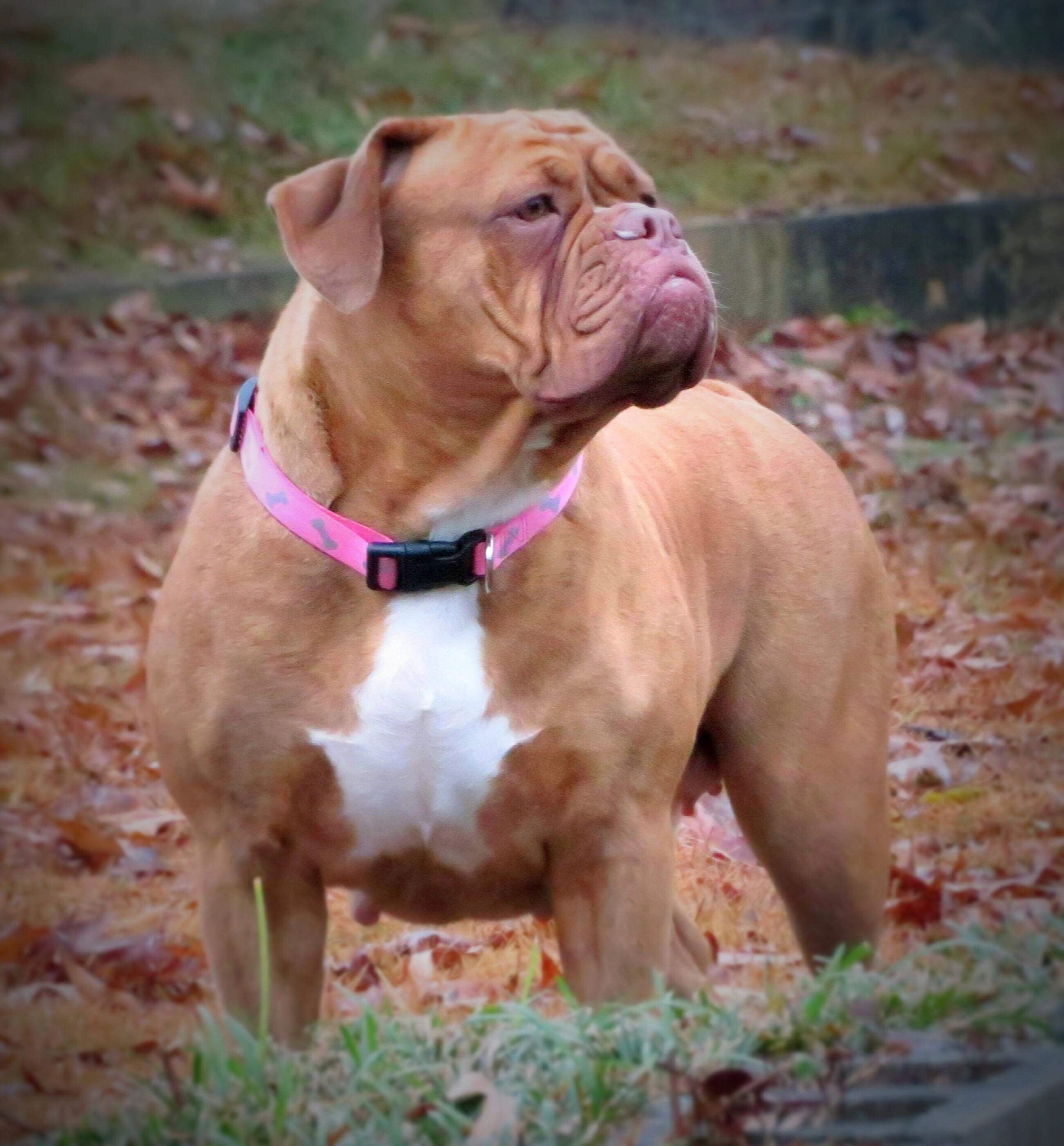 OEB Standard | Goree Olde English Bulldogges