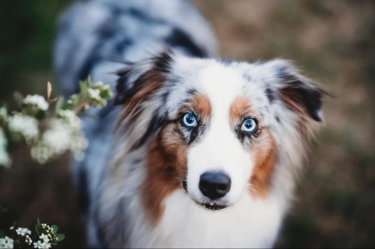 Silvermist Australian Shepherds