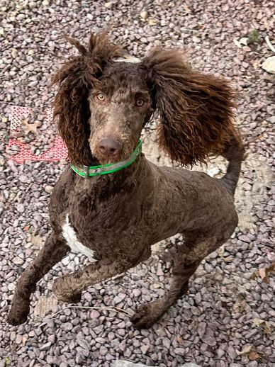 Available Poodles | the Posh Puppy Patch