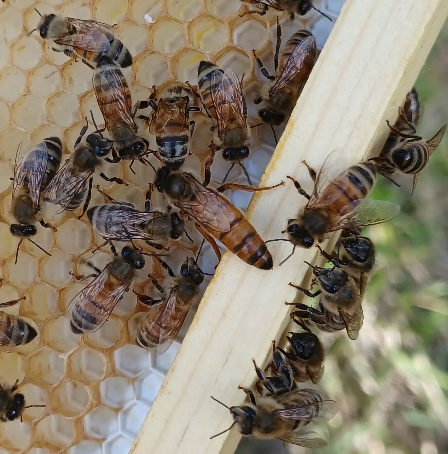 Bee'n Queen'd Apiaries, LLC