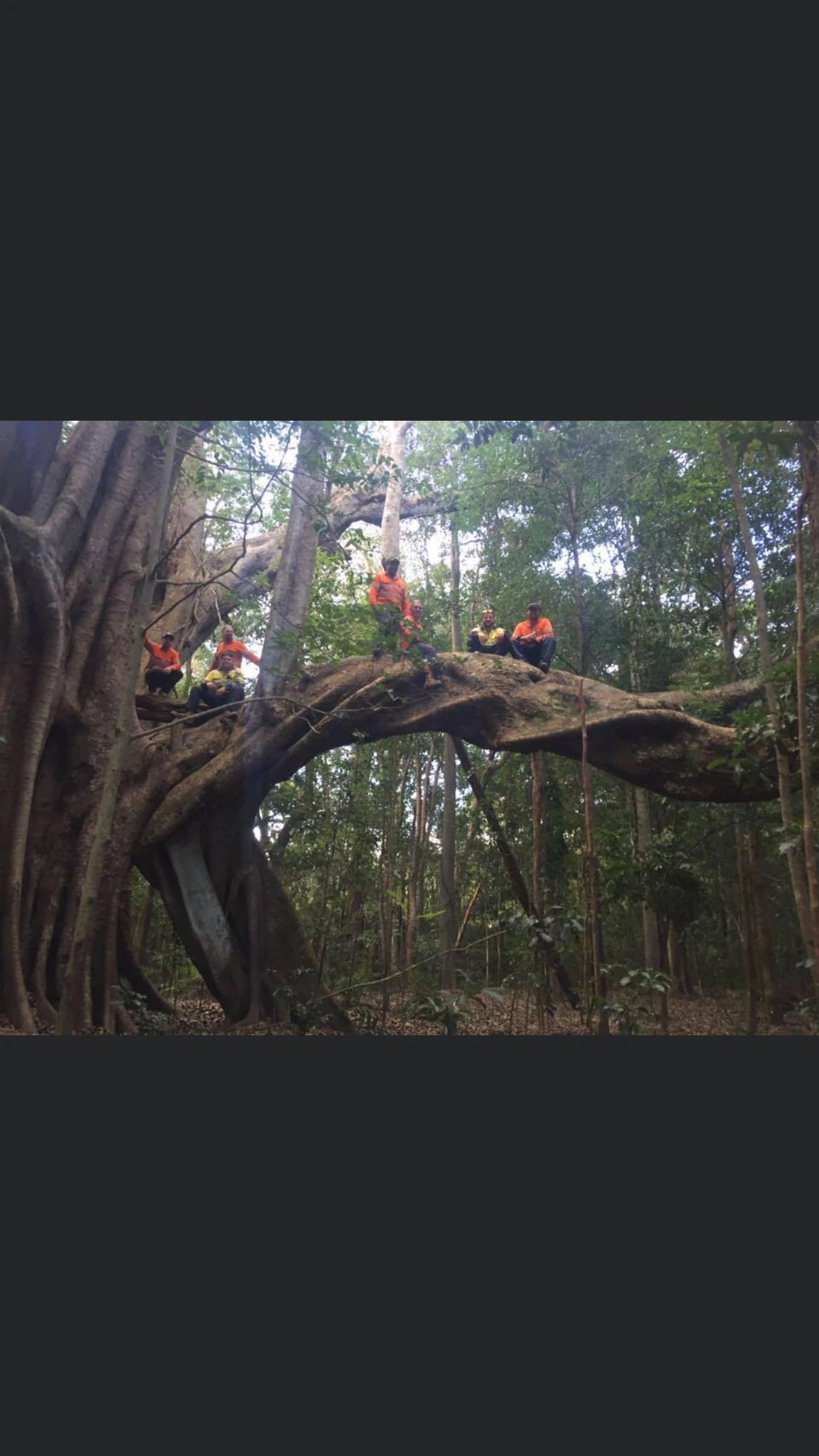 Natural Tree Solutions Wa