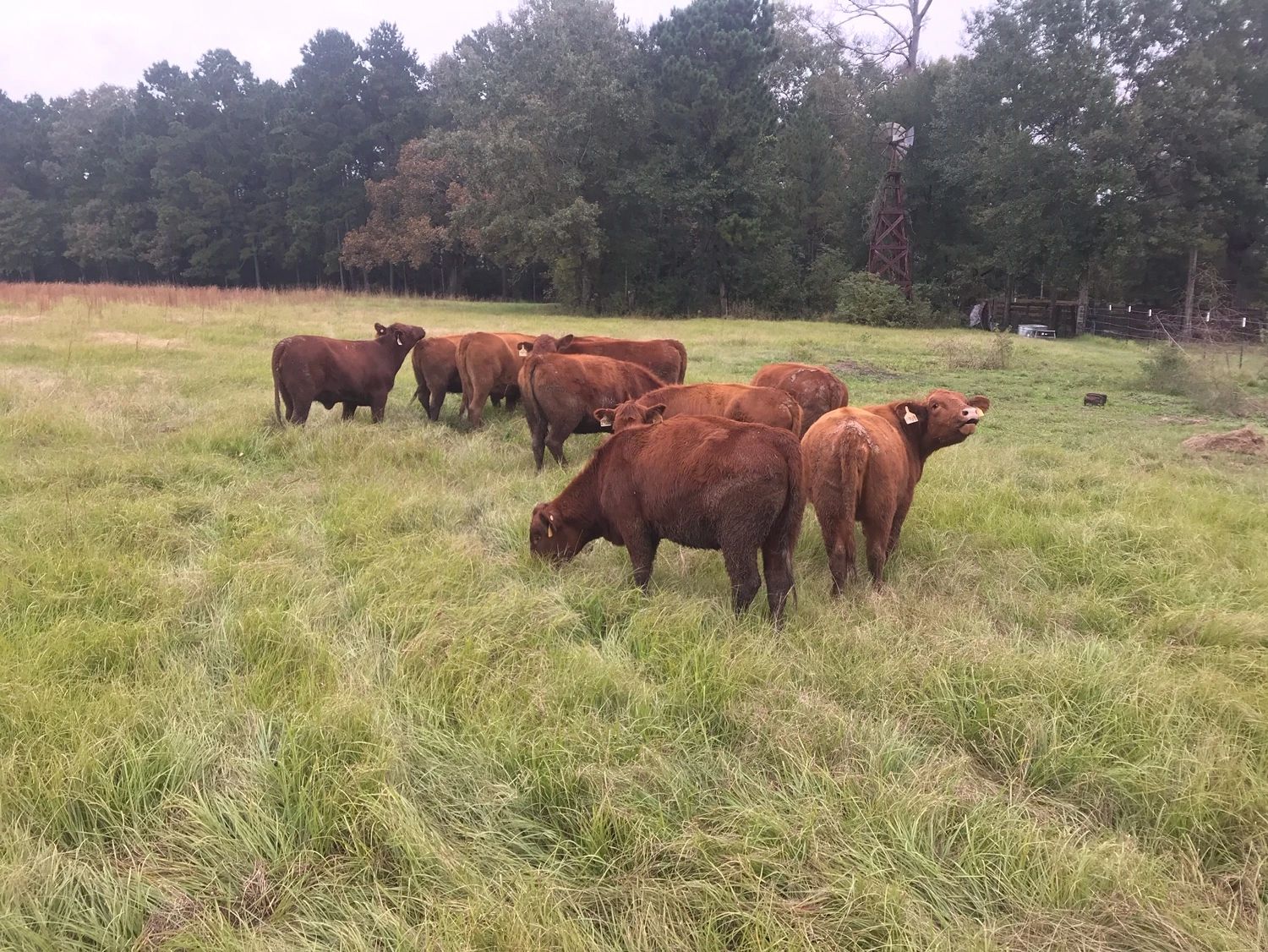 Stockstill Family Farm LLC