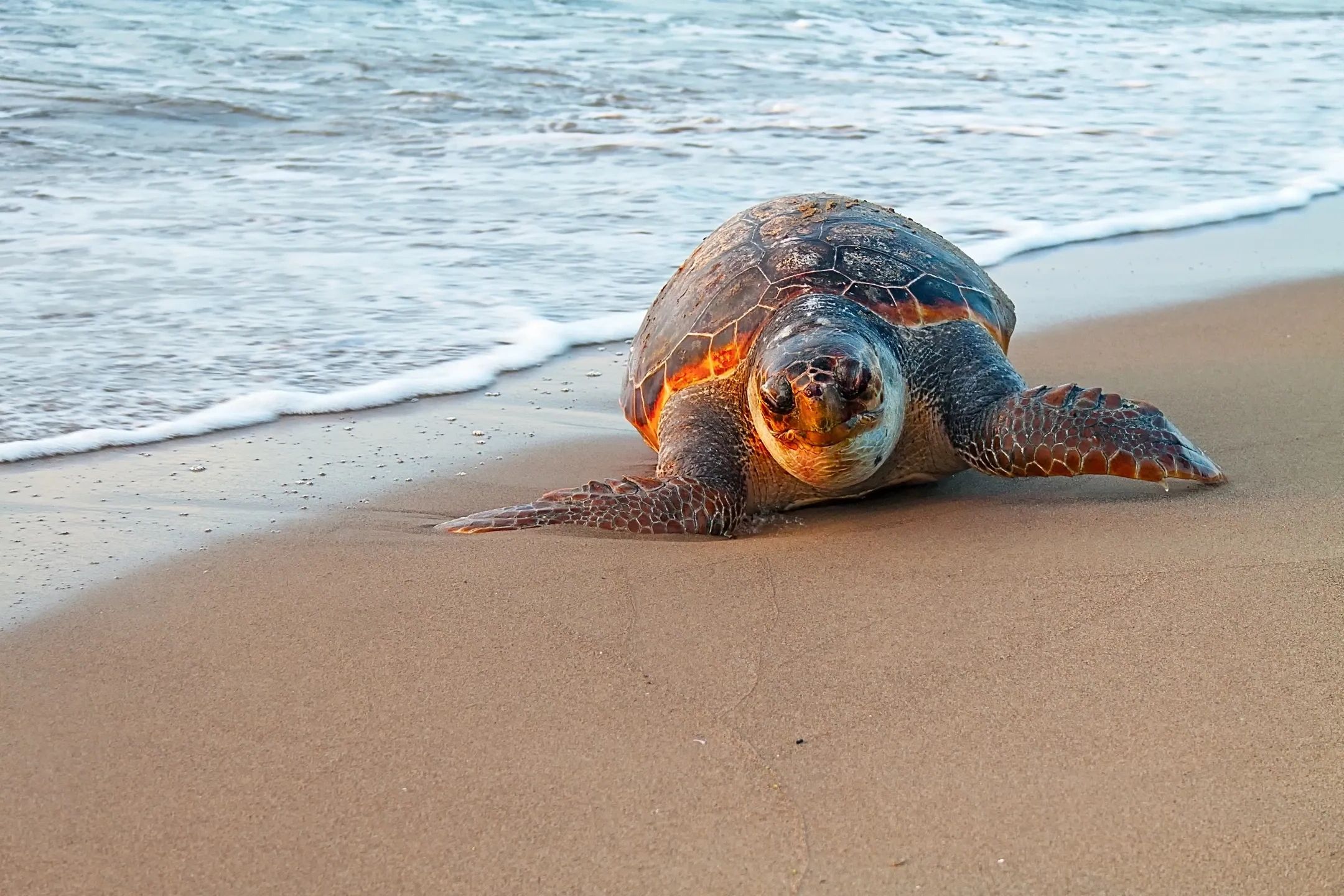 Discover Live Amazing Ocean and Land Animal Sightings at Spot It Now